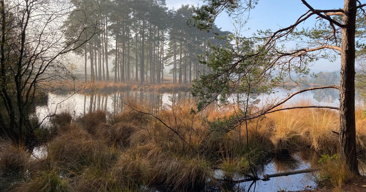 Biodiversität I adelphi