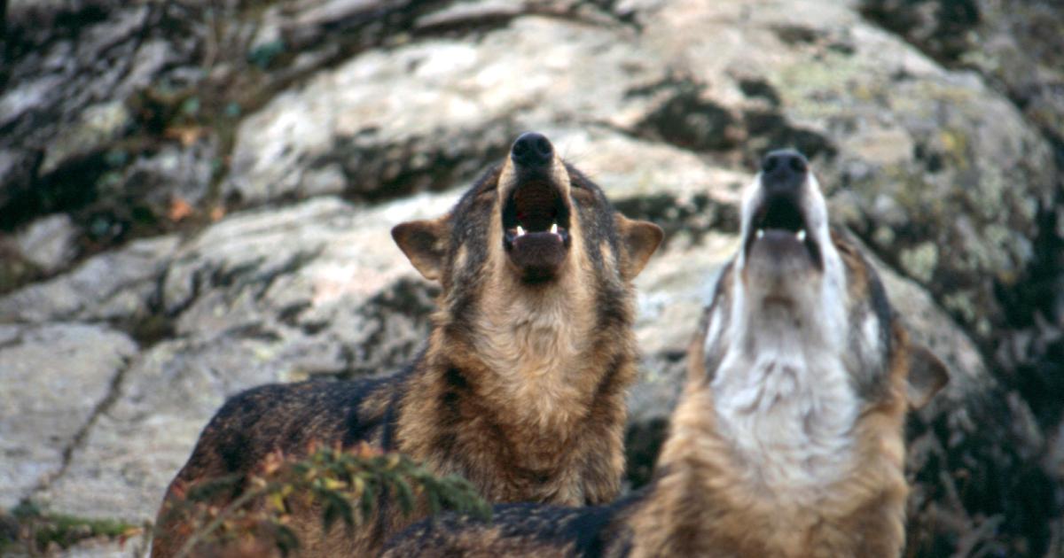Technical Support for the EU Platform on Large Carnivores 2021-2023 ...